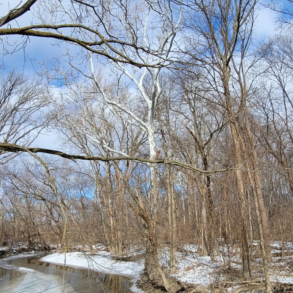 American Sycamore: A Distinctive Tree – Eliza Howell Nature Walk
