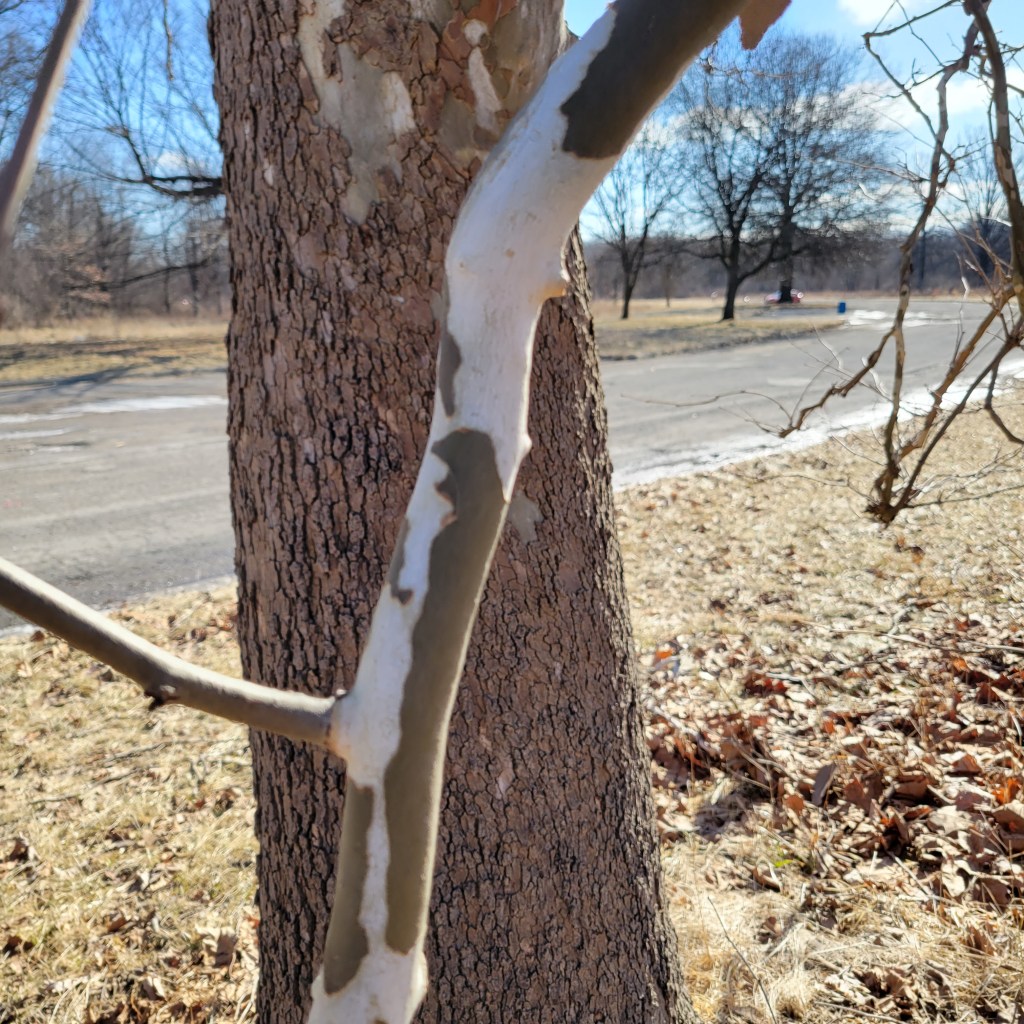 American Sycamore: A Distinctive Tree – Eliza Howell Nature Walk