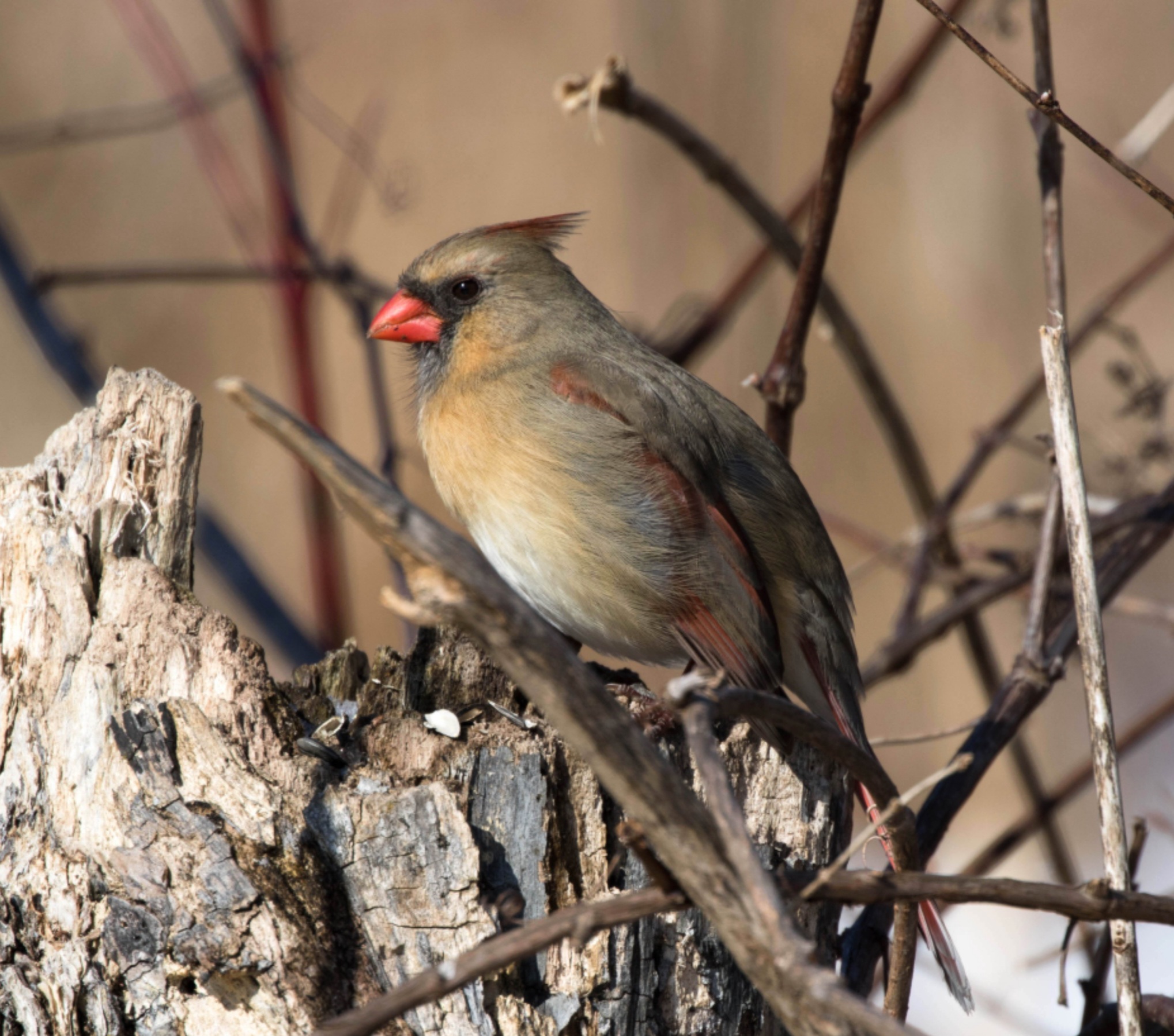 When Cardinals Start to Sing: An Early Announcement of Spring – Eliza ...