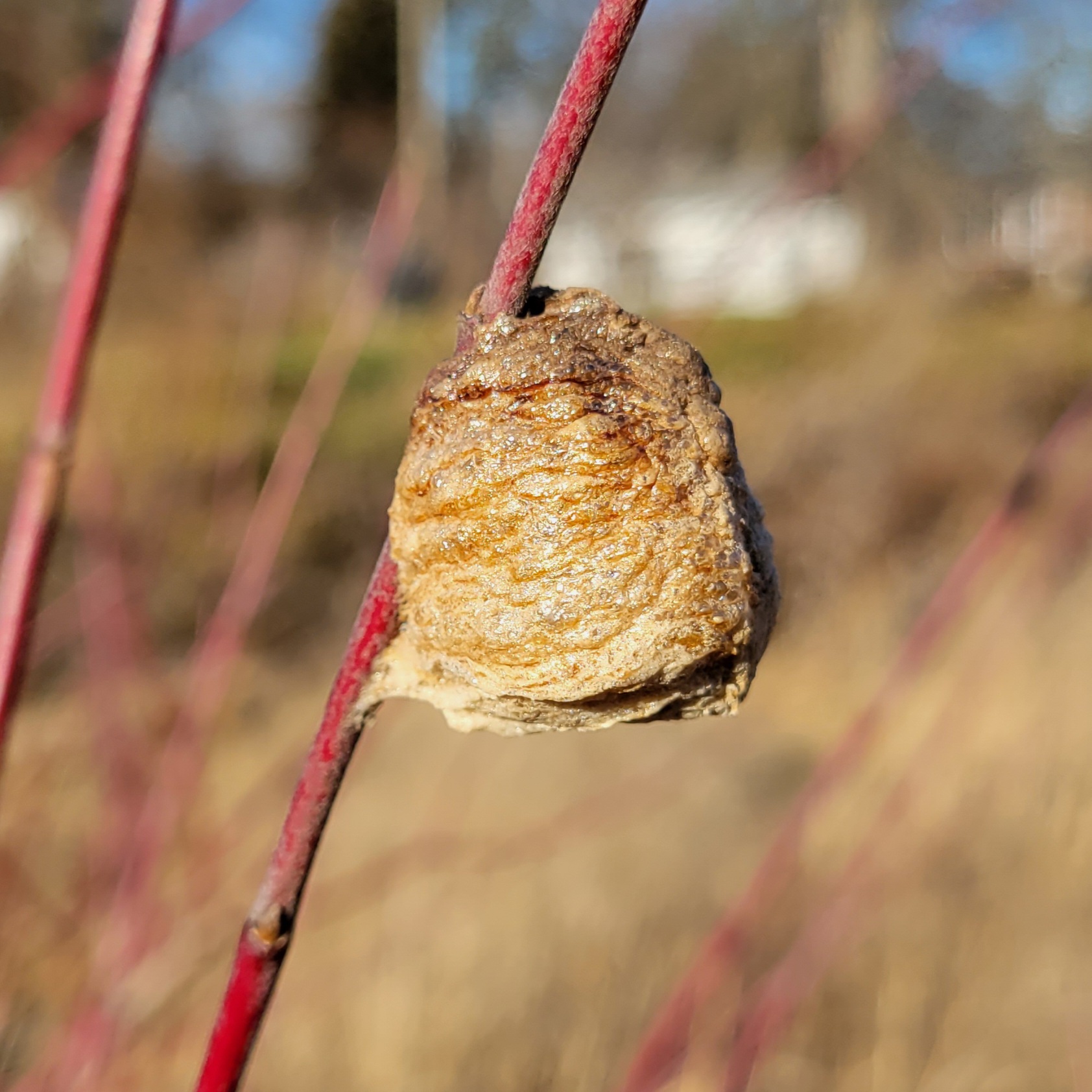 Praying Mantis Egg Cases: How Many Species? – Eliza Howell Nature Walk