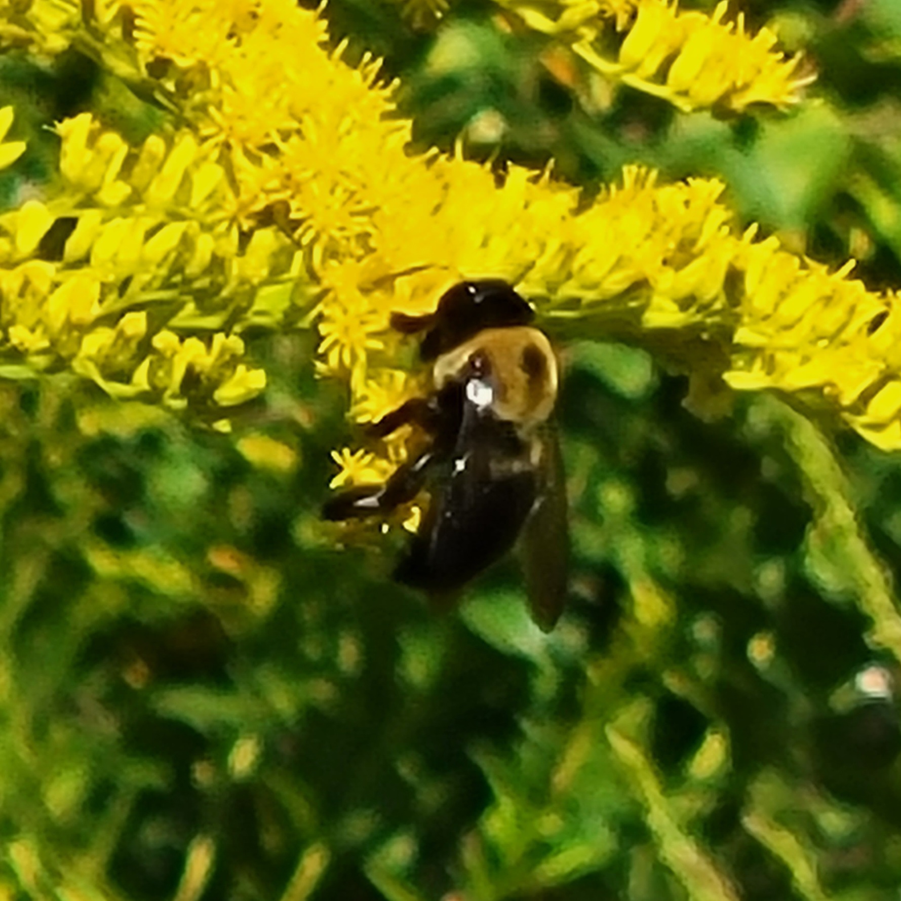 Bumblebees: The Fascinating Lives of Common Pollinators – Eliza Howell ...