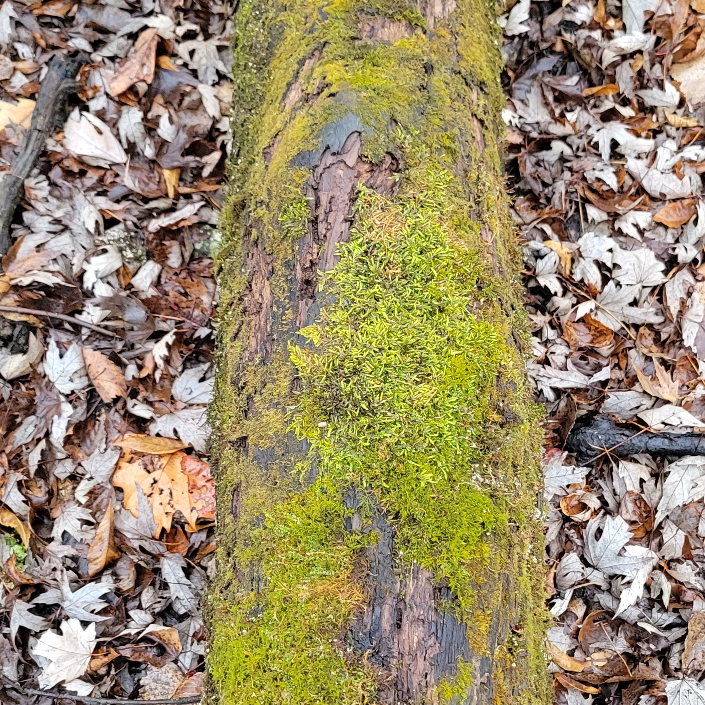 Marvelous Moss: On Logs in the Vernal Pool – Eliza Howell Nature Walk