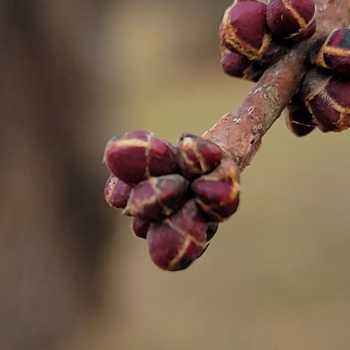Twelve Buds at Christmas: Trees in Pause Mode – Eliza Howell Nature Walk