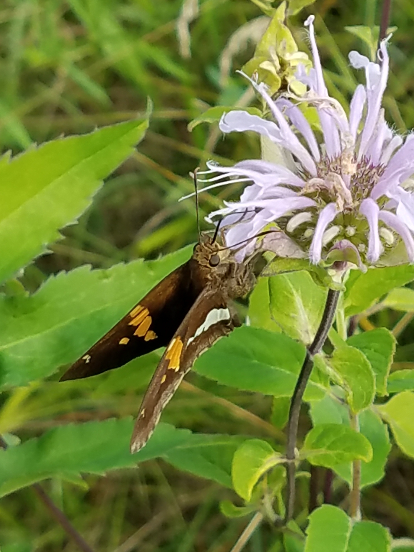 Silver-spotted Skipper: #2 of “23 Butterflies in 2023” – Eliza Howell ...