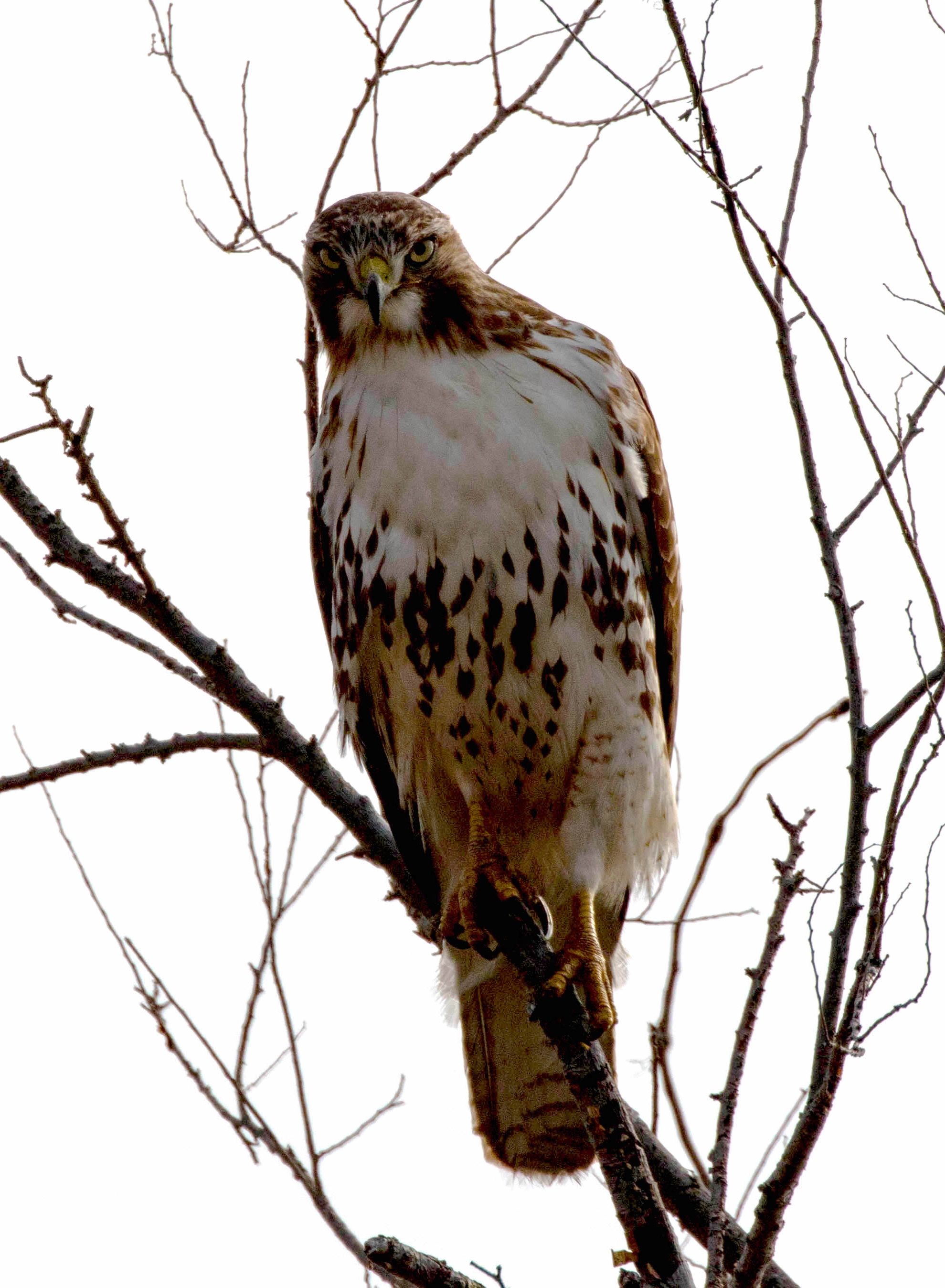 Birds of Eliza Howell Park: Another Year Begins – Eliza Howell Nature Walk