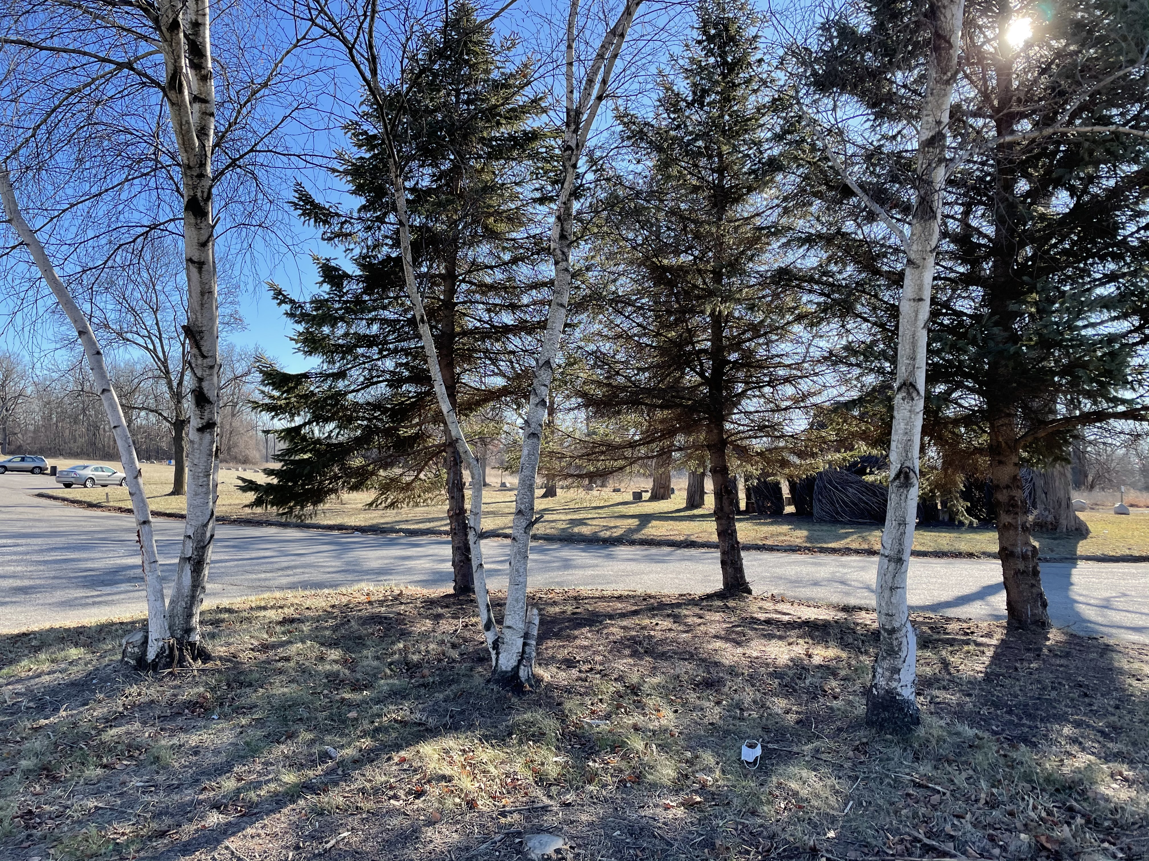 Birch Trees in Eliza Howell Park – Eliza Howell Nature Walk