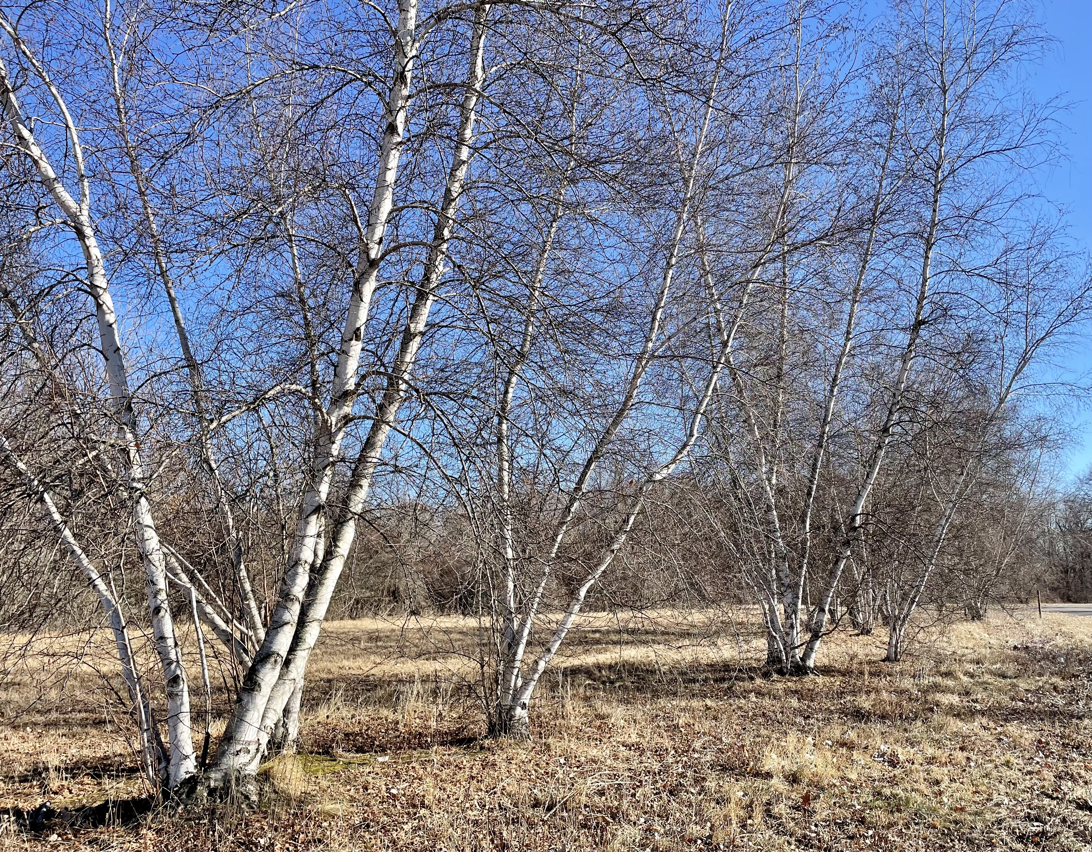 Birch Trees in Eliza Howell Park – Eliza Howell Nature Walk