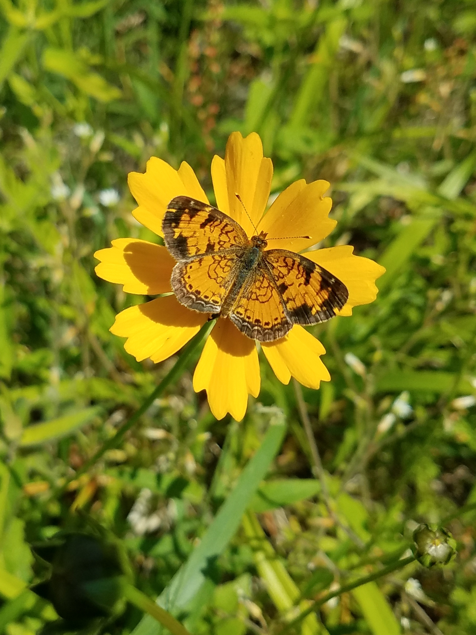 Pearl Crescent: # 13 of “23 Butterflies in 2023” – Eliza Howell Nature Walk