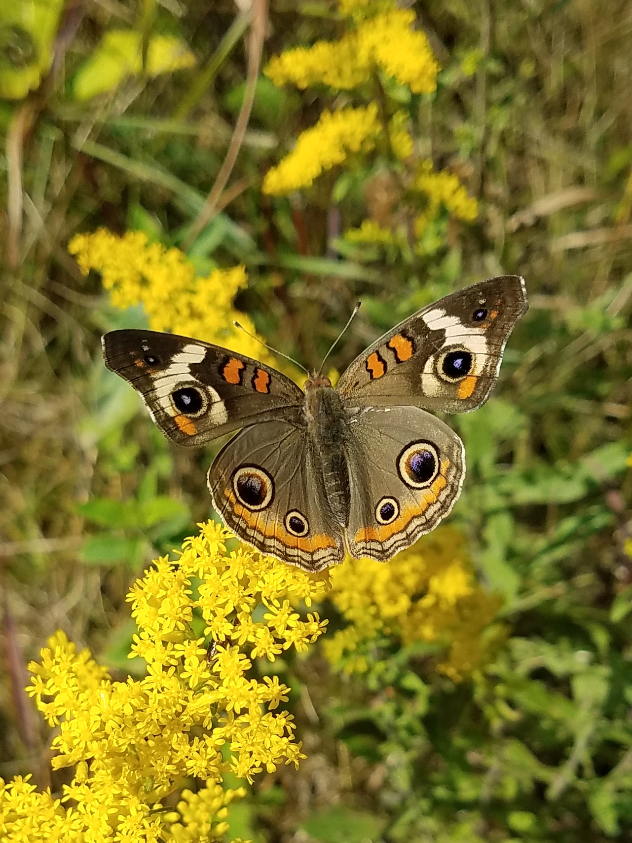 Common Buckeye: # 11 of “23 Butterflies in 2023” – Eliza Howell Nature Walk