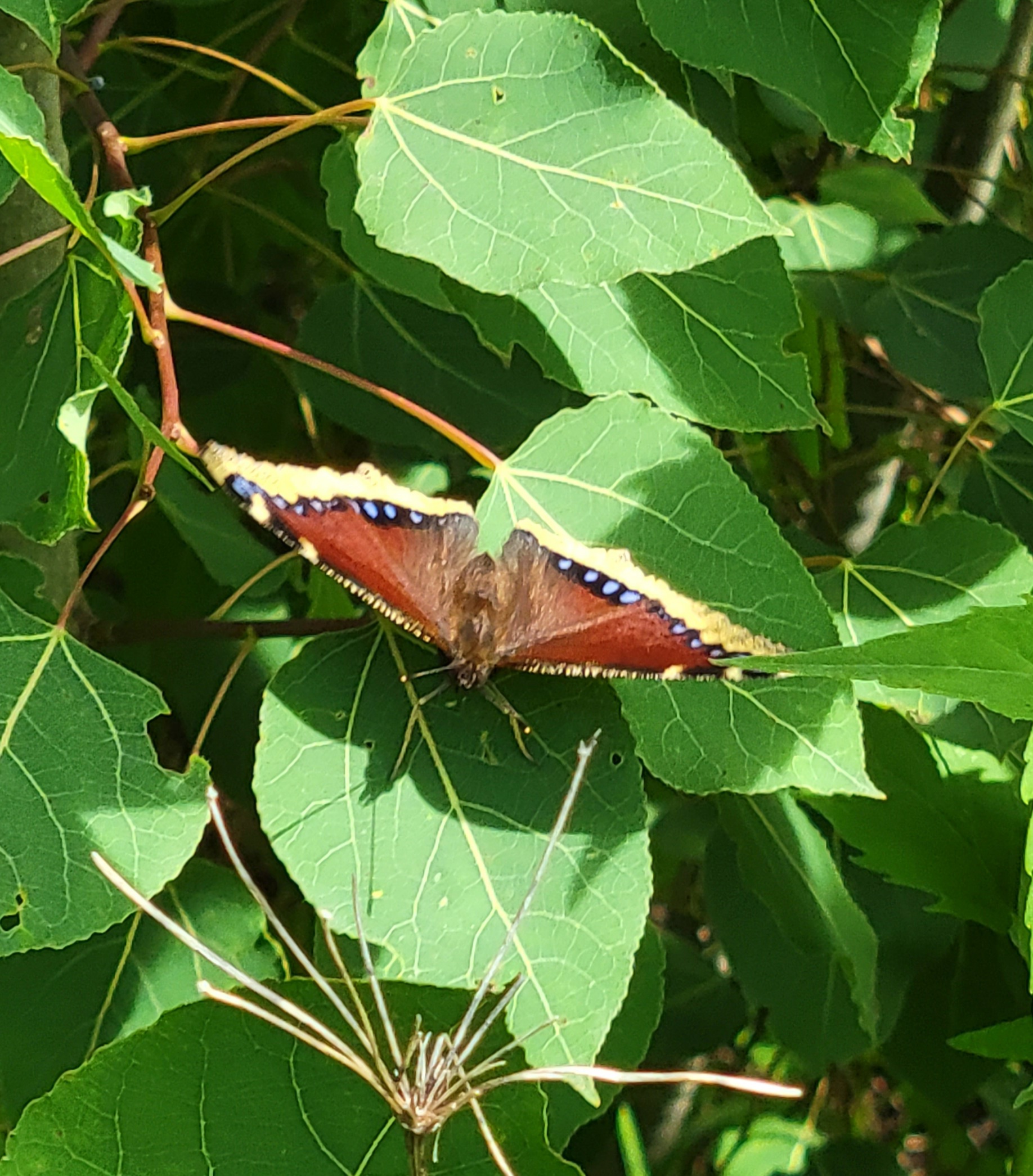 20210624_111641 – Eliza Howell Nature Walk