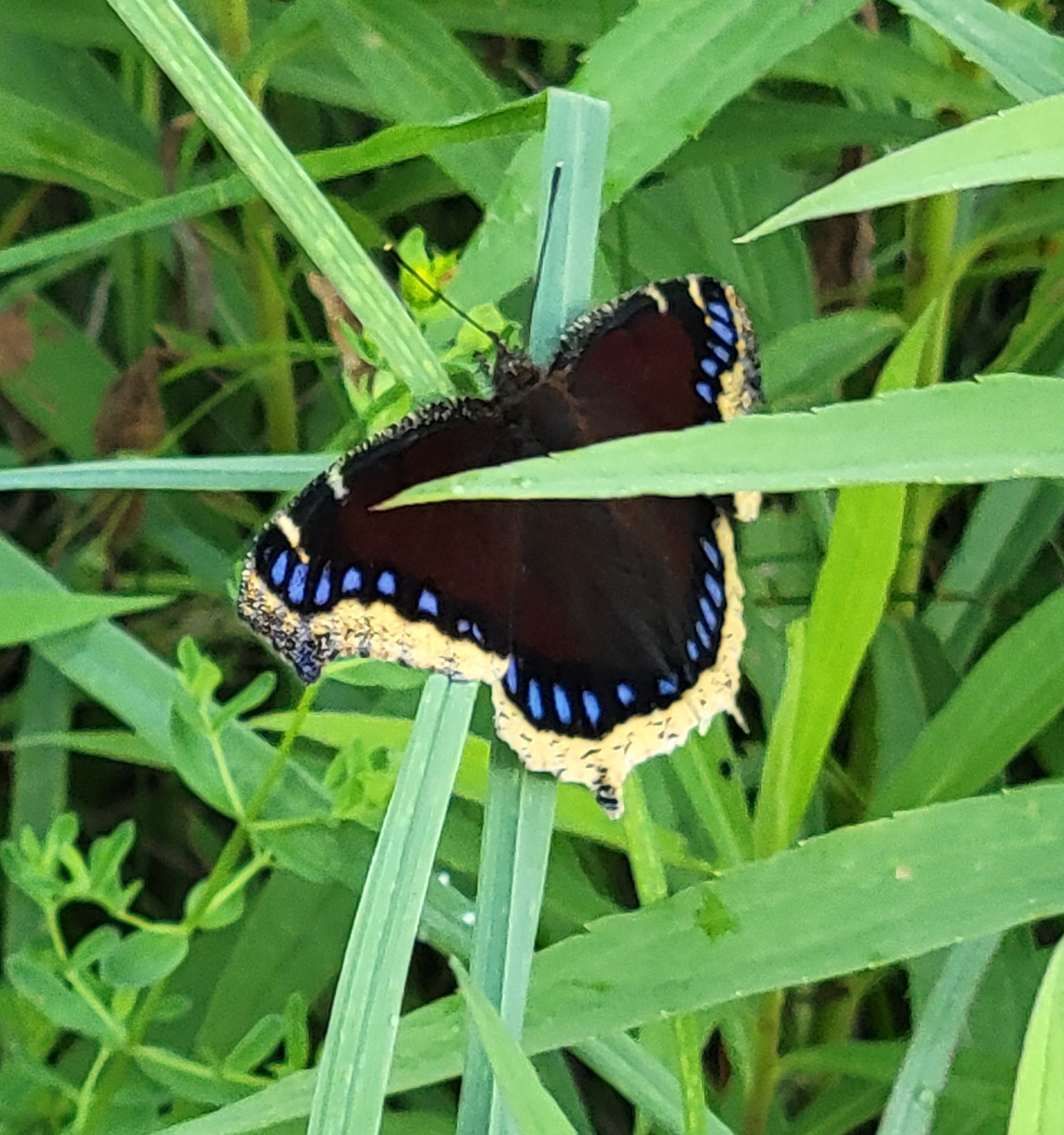 20210702_082326 – Eliza Howell Nature Walk