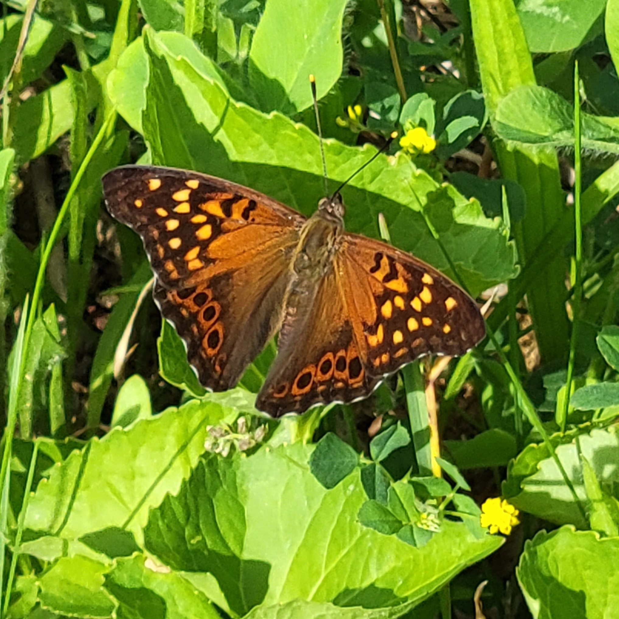 Tawny Emperor: # 16 of “23 Butterflies in 2023” – Eliza Howell Nature Walk