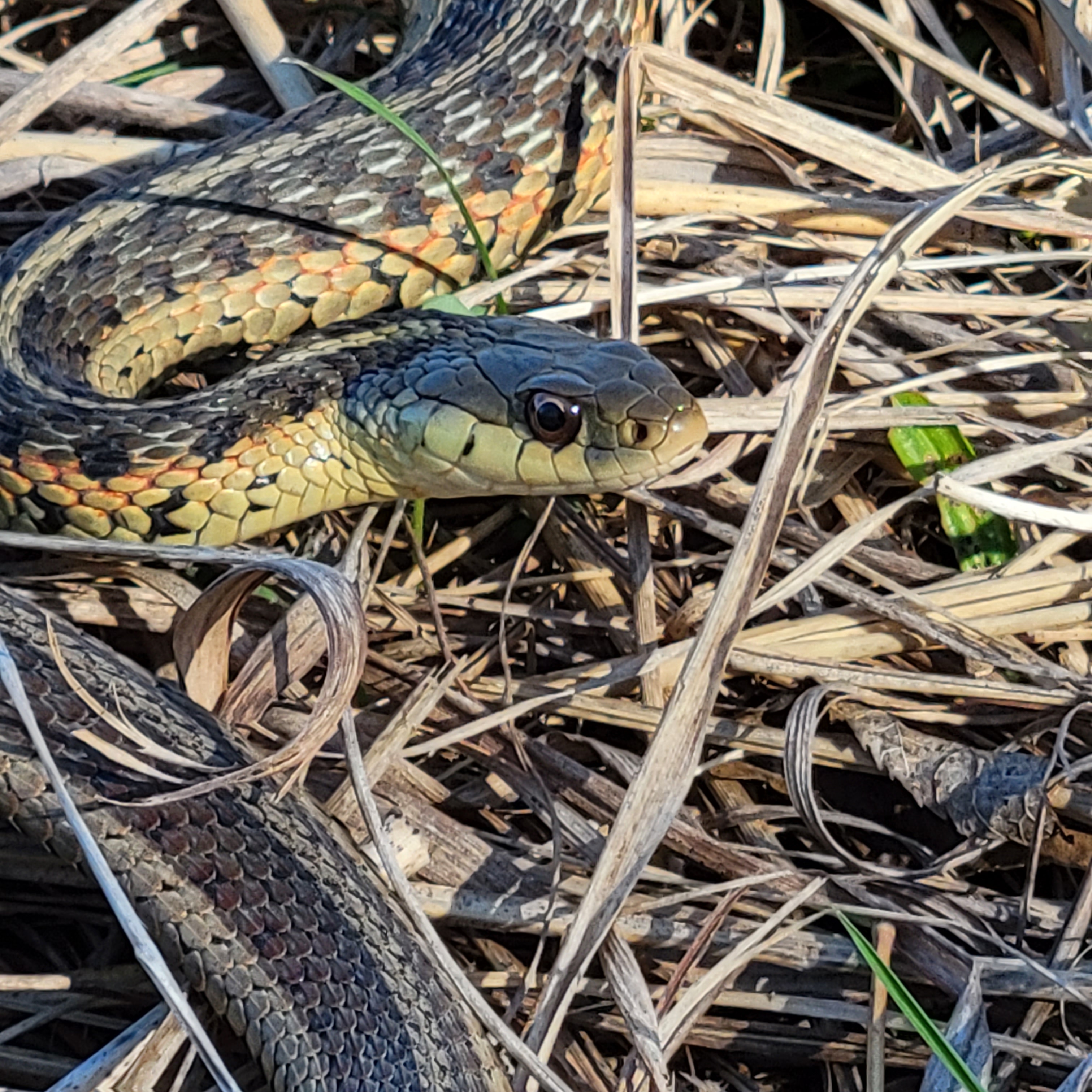 Eastern Garter Snake: An Encounter in the Sunshine – Eliza Howell ...