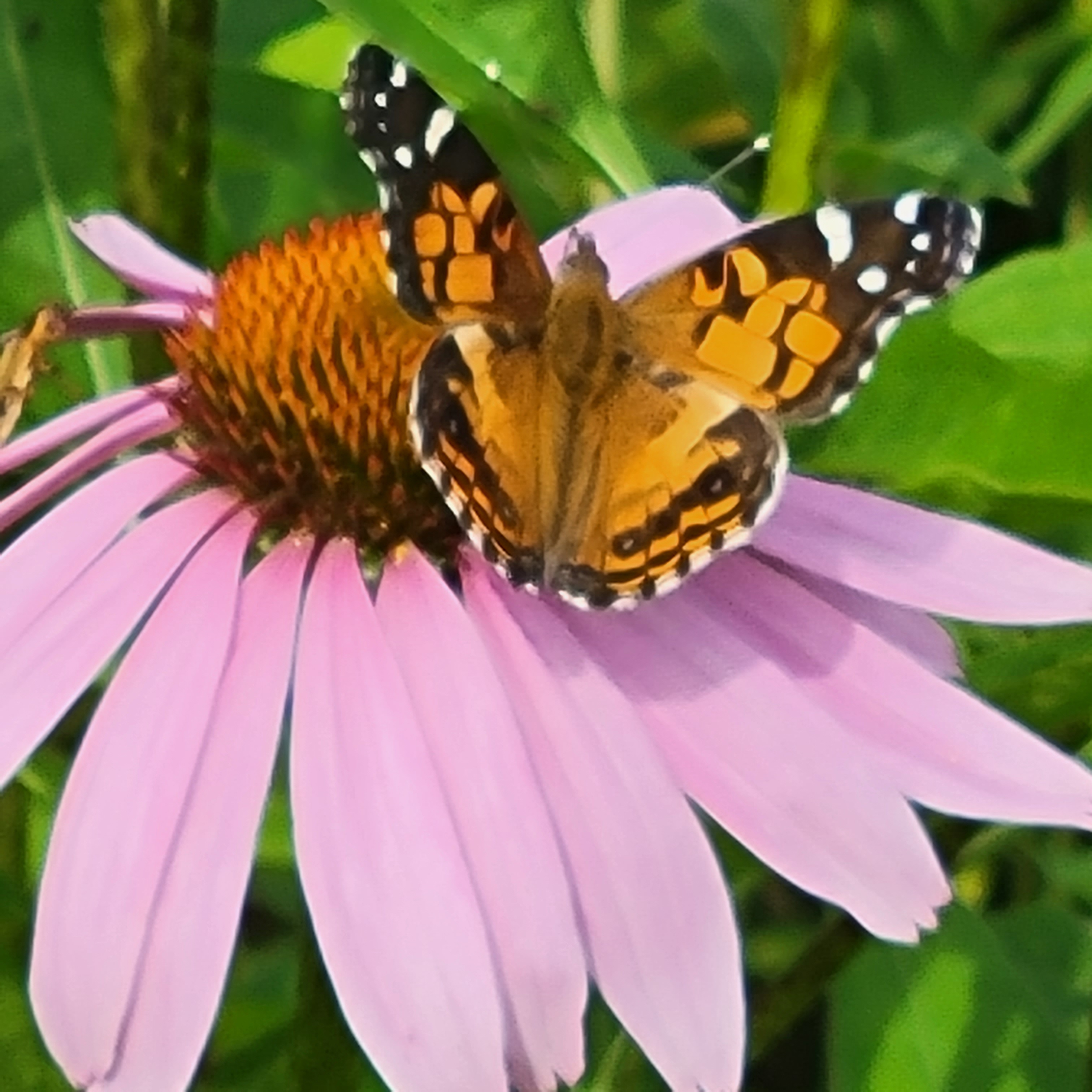 Seven Butterflies and a Moth – Eliza Howell Nature Walk