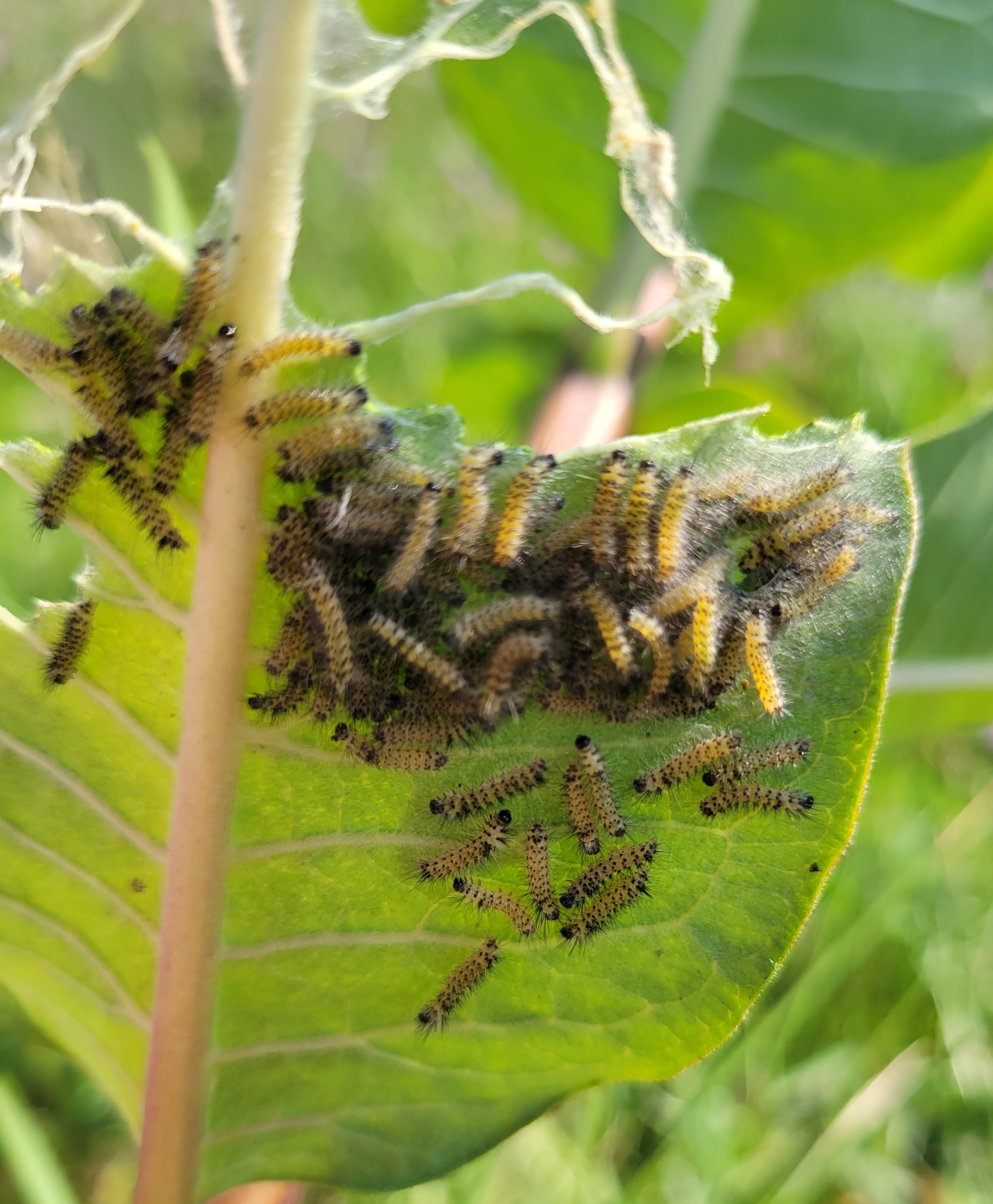 Milkweed Tussock Moth: Another Milkweed Caterpillar – Eliza Howell ...