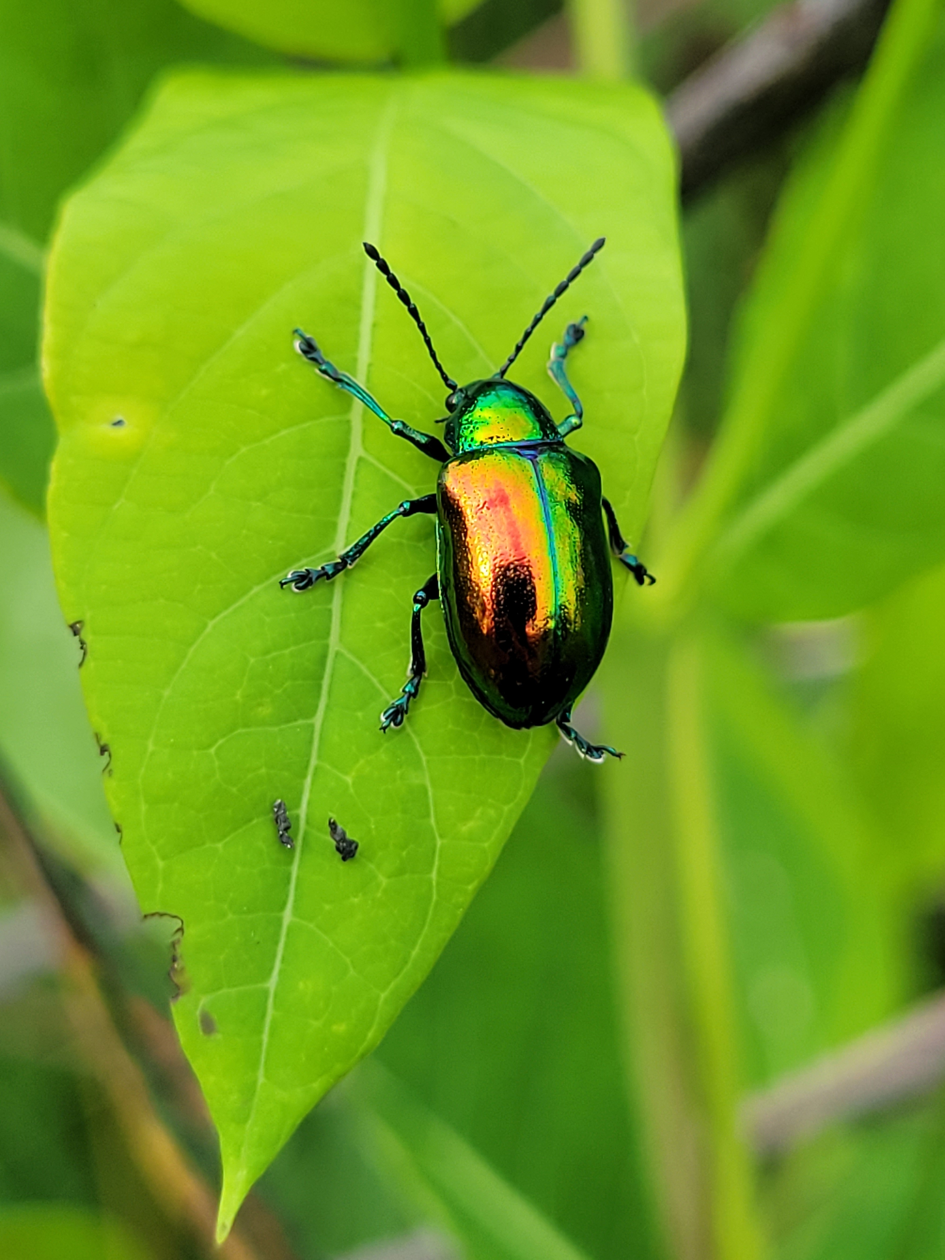 Dogbane Leaf Beetle: An Introduction – Eliza Howell Nature Walk