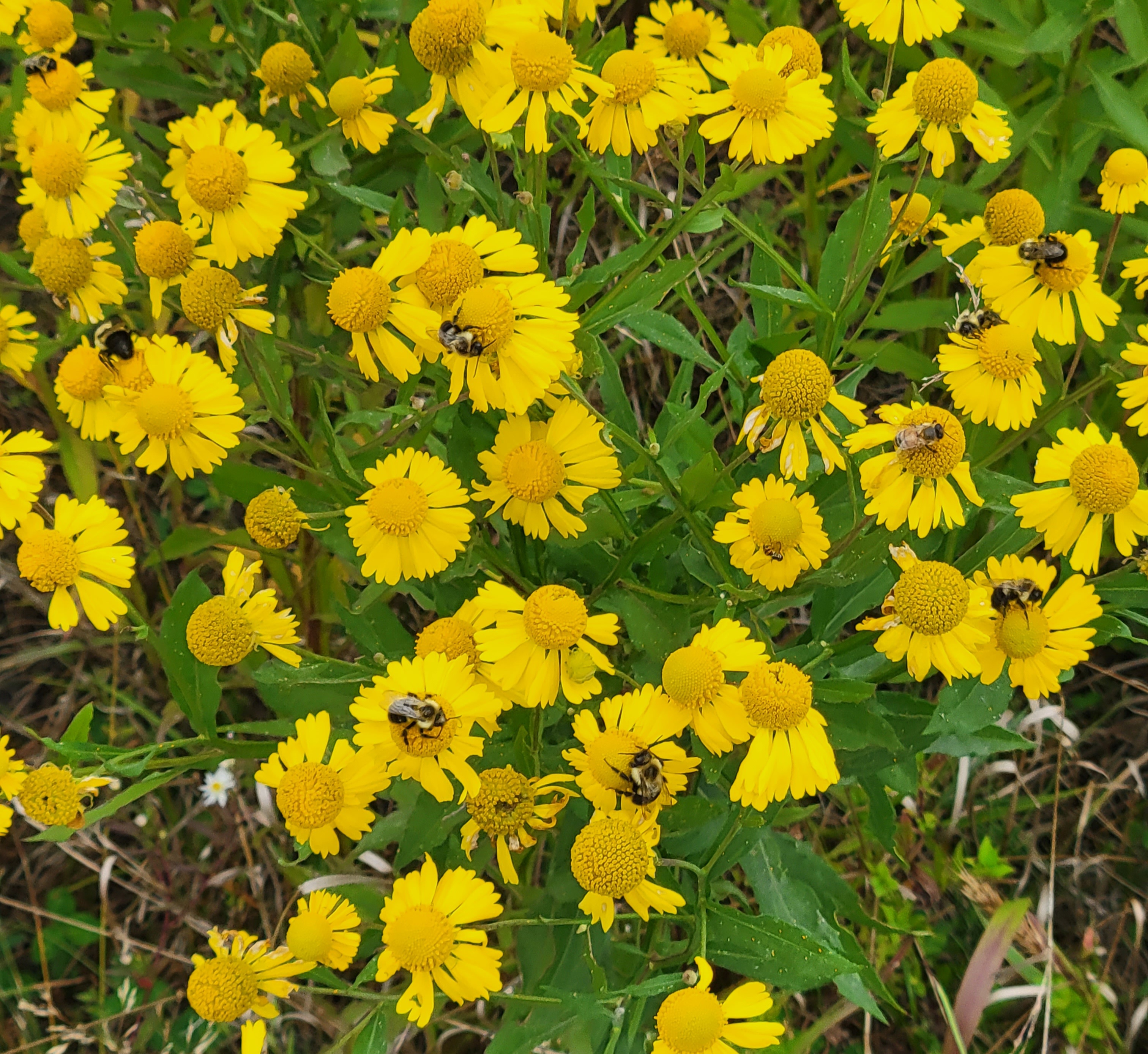 Sneezeweed: Flower and Insects – Eliza Howell Nature Walk