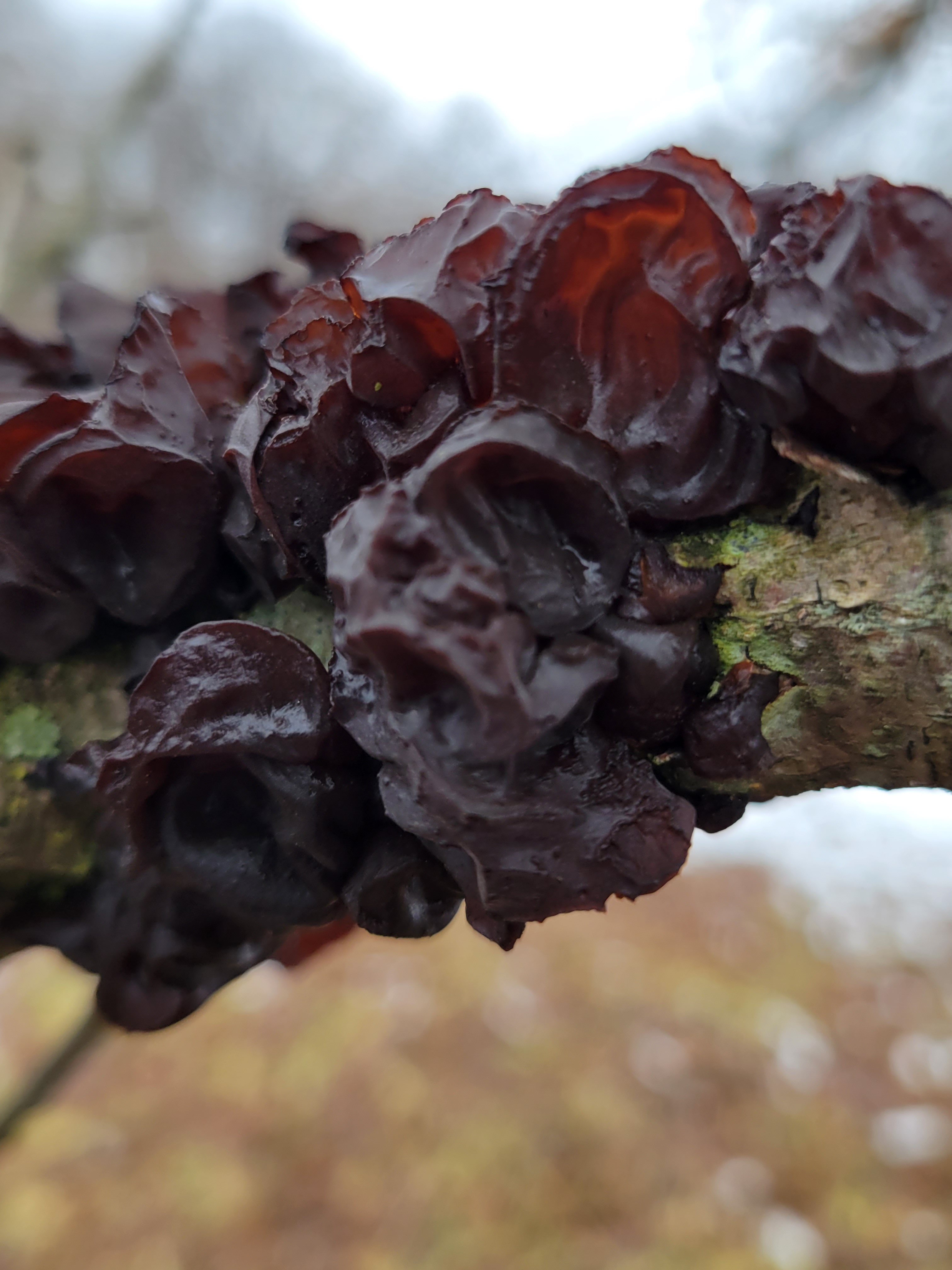 Amber Jelly: A Winter Mushroom – Eliza Howell Nature Walk