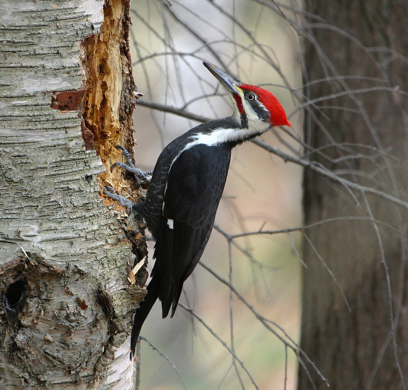 The Elusive Pileated Woodpecker: Signs of Its Presence – Eliza Howell ...