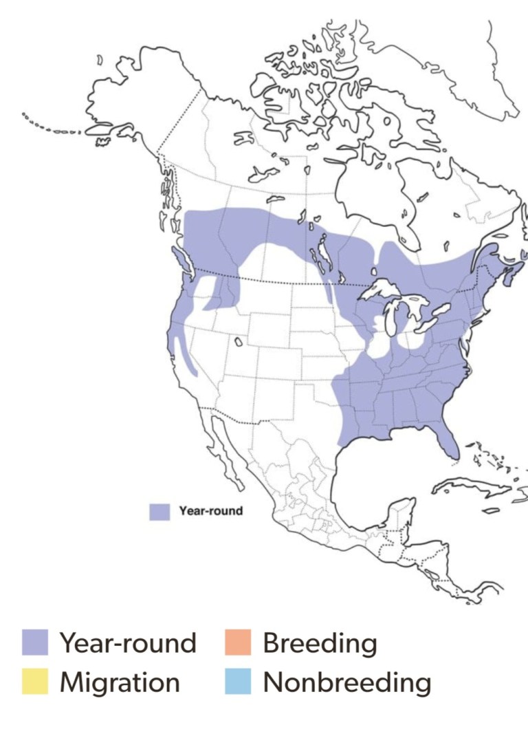 The Elusive Pileated Woodpecker: Signs of Its Presence – Eliza Howell ...