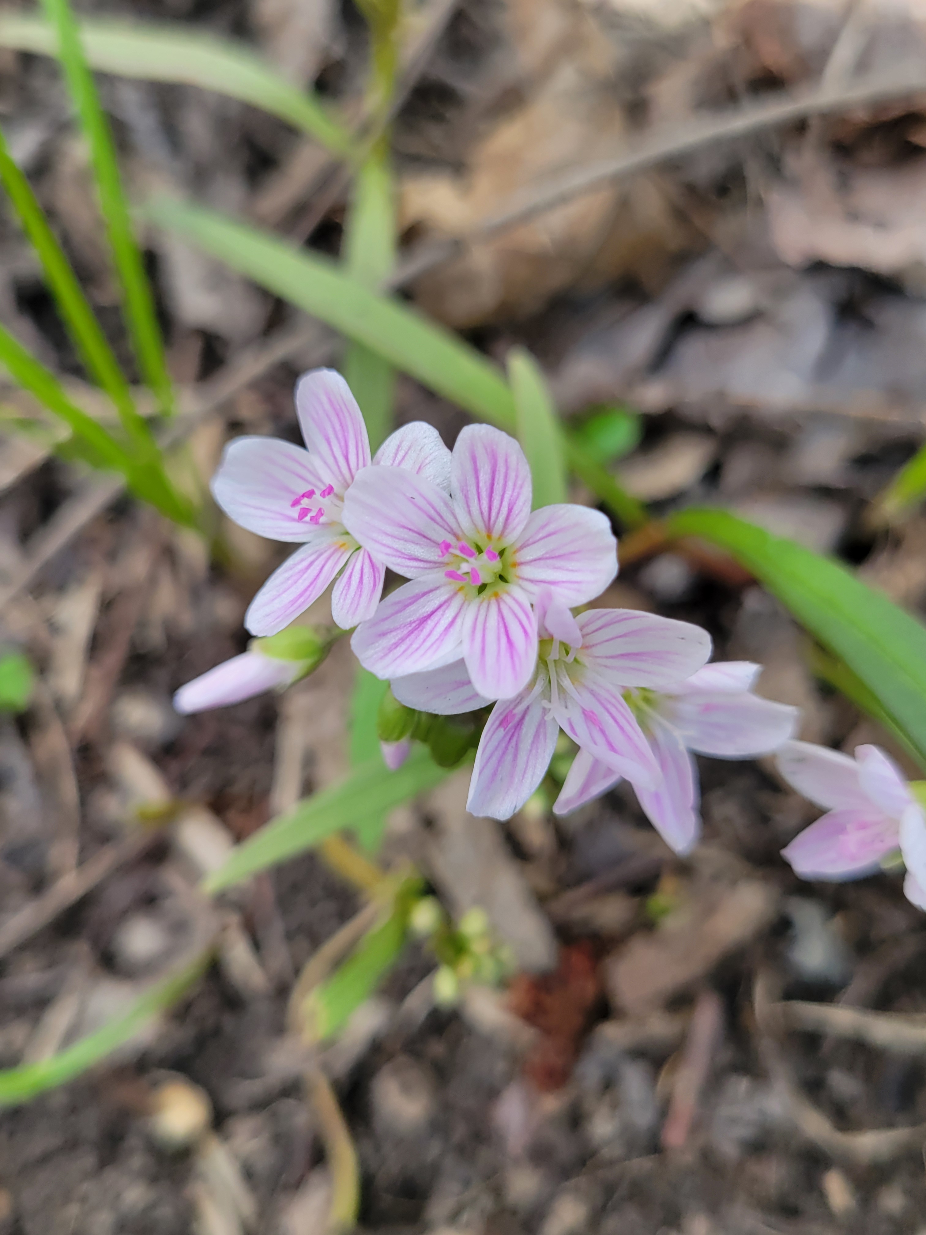 Spring Beauty: The Ephemeral Wildflower Season Begins – Eliza Howell ...