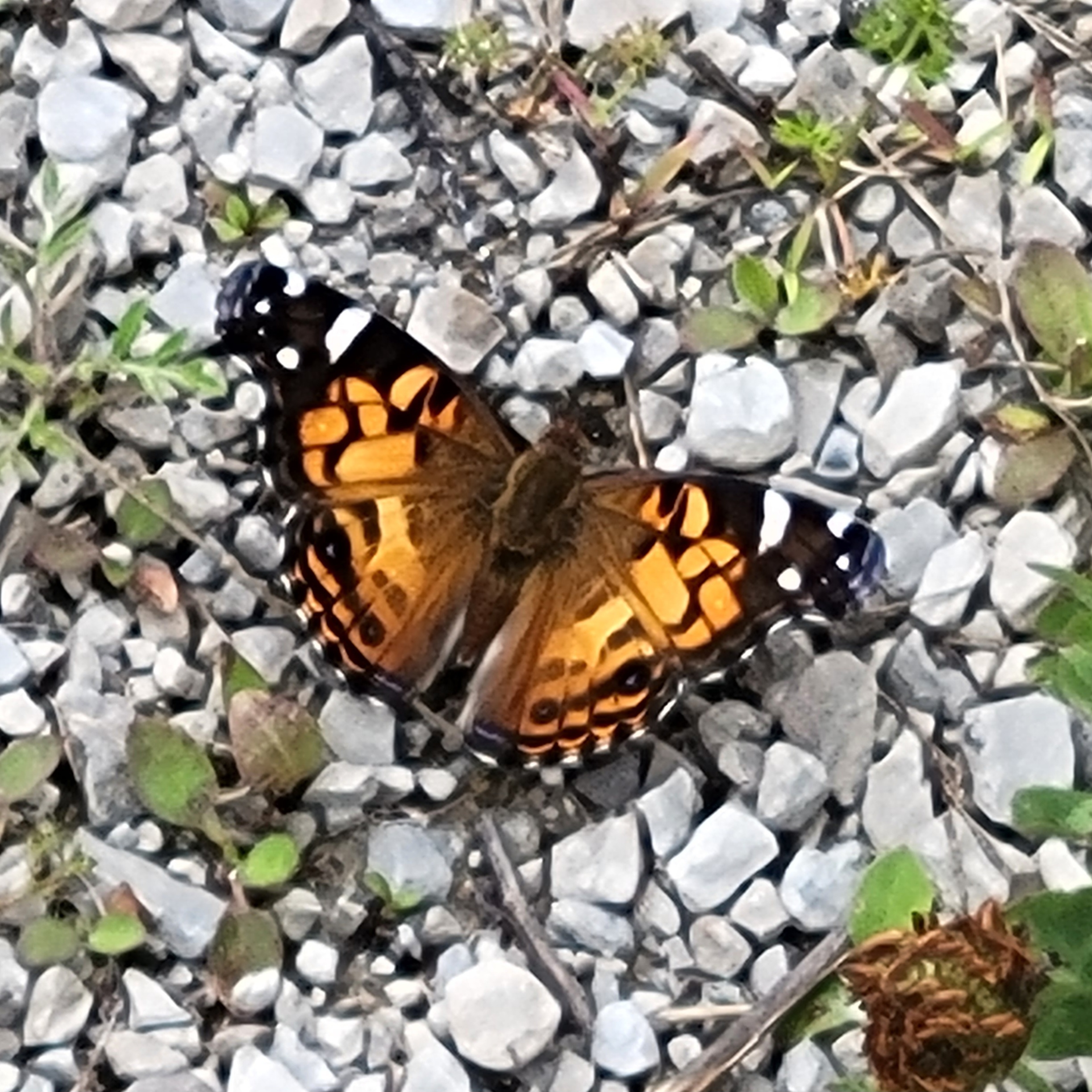 Butterflies on Gravel: Watchful Walking – Eliza Howell Nature Walk