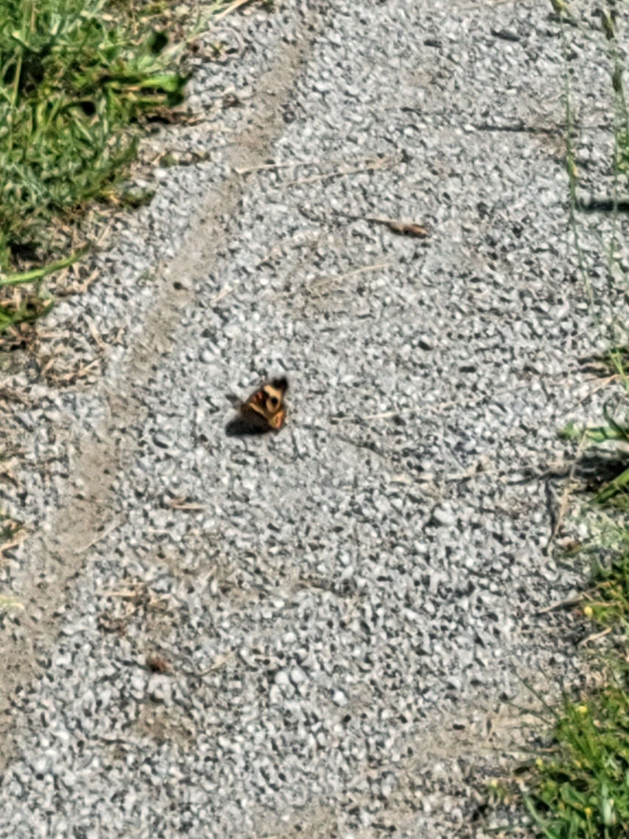 Butterflies on Gravel: Watchful Walking – Eliza Howell Nature Walk