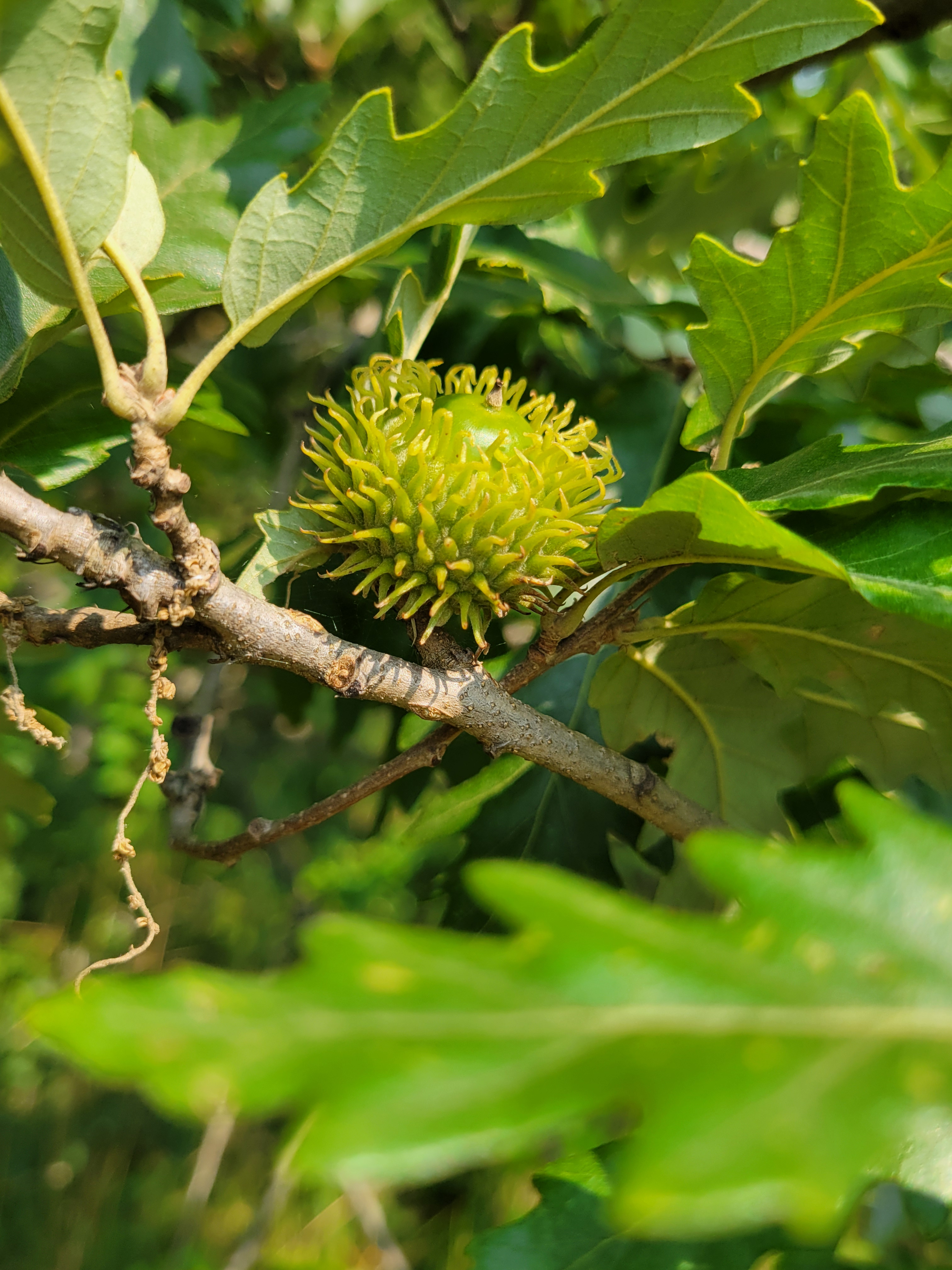 Acorns in August: Six Species – Eliza Howell Nature Walk