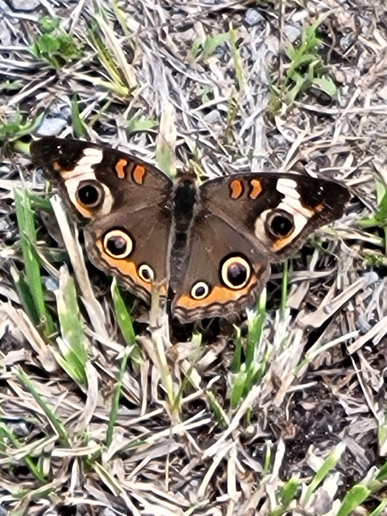 Common Buckeye 2024: A Tribute – Eliza Howell Nature Walk