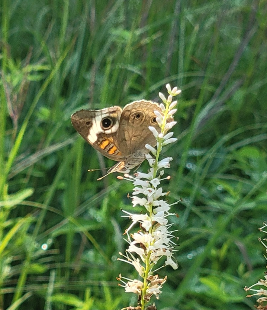 Common Buckeye 2024: A Tribute – Eliza Howell Nature Walk