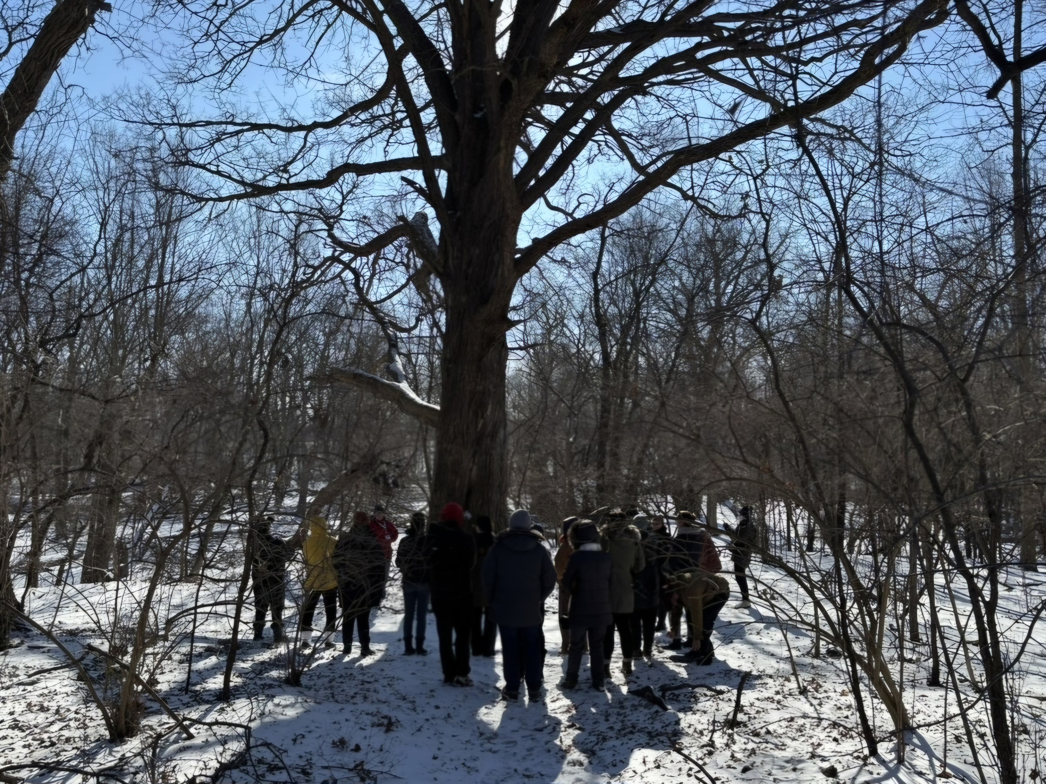 Trees in Winter – Eliza Howell Nature Walk