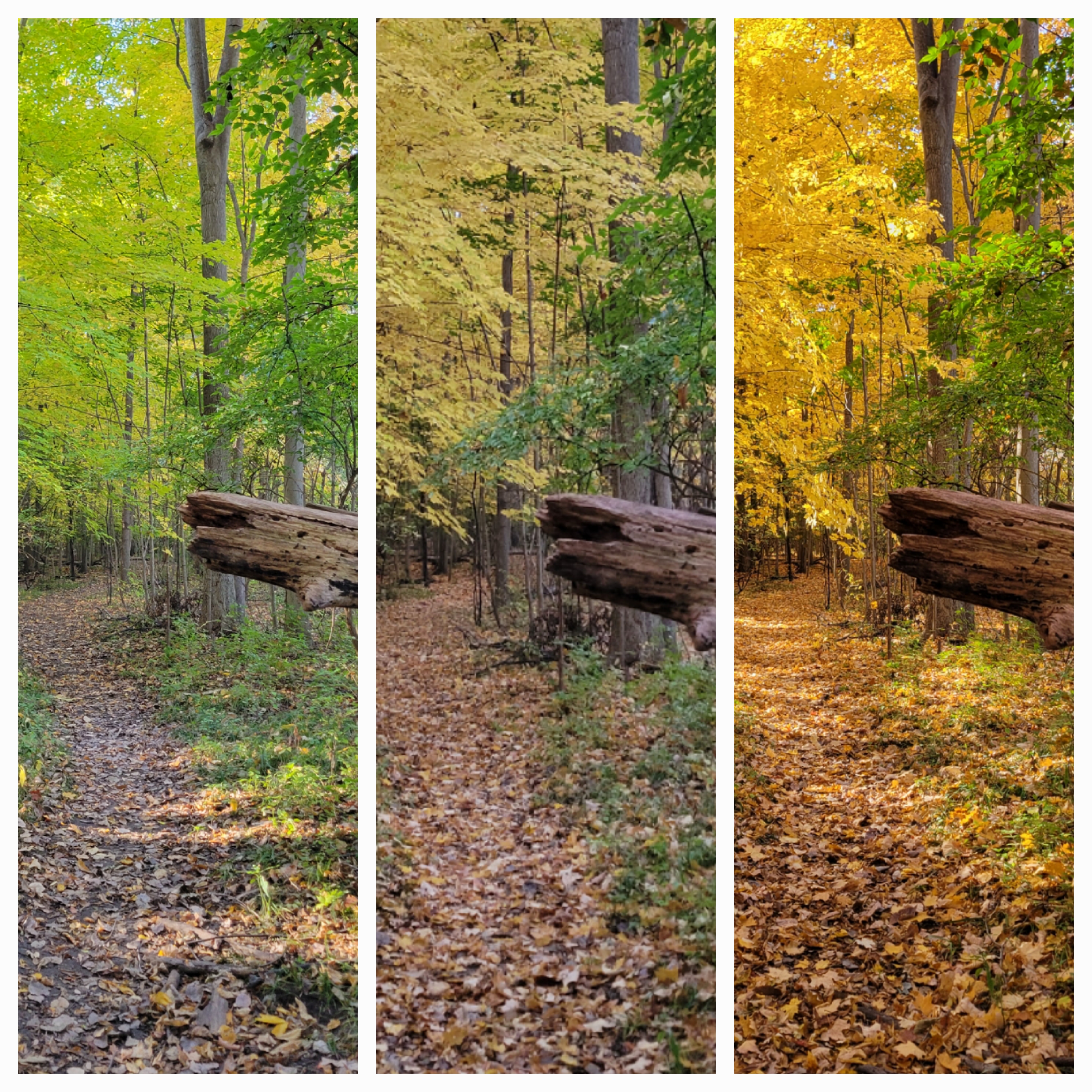 Eliza Howell Park: A Grateful Farewell – Eliza Howell Nature Walk